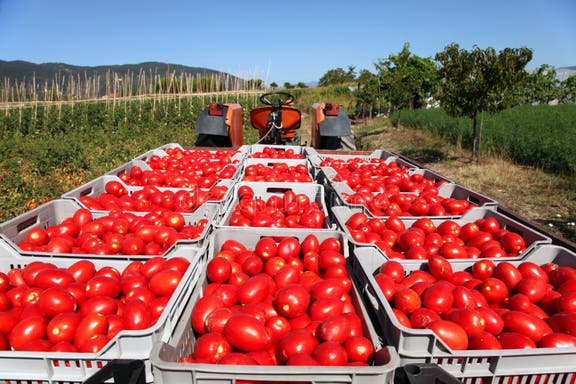 Fresh tomatoes on tractor stock photo. Image of basket - 20670544