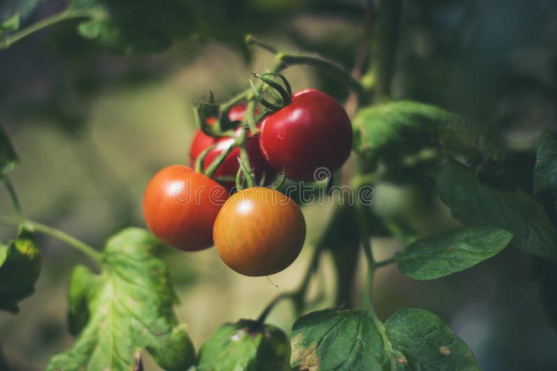 Fresh tomatoes on the tree stock photo. Image of health - 163393608
