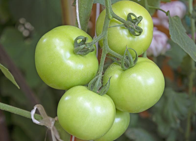 Fresh Tomatoes on the Tree in the Garden Stock Photo - Image of ...