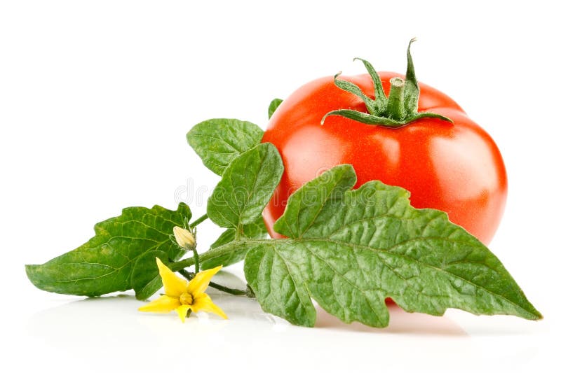 Fresh tomatoes vegetables stock photo. Image of vegetarian - 22411672