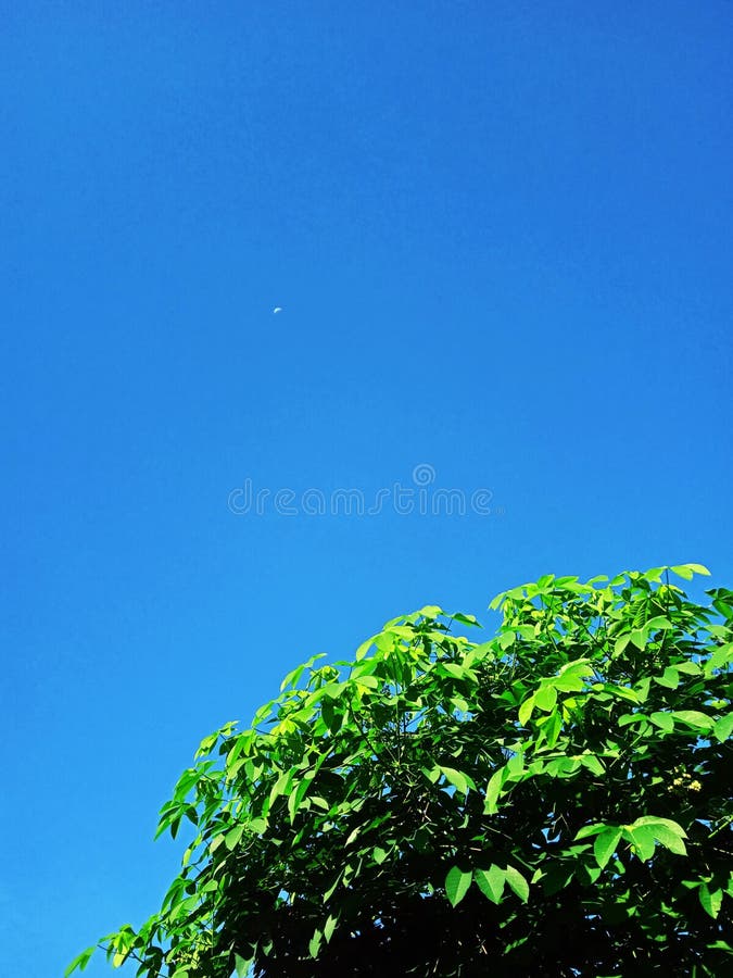 A Fresh Touch of Heaven and Earth: Lush Green Trees Under a Clear Sky ...
