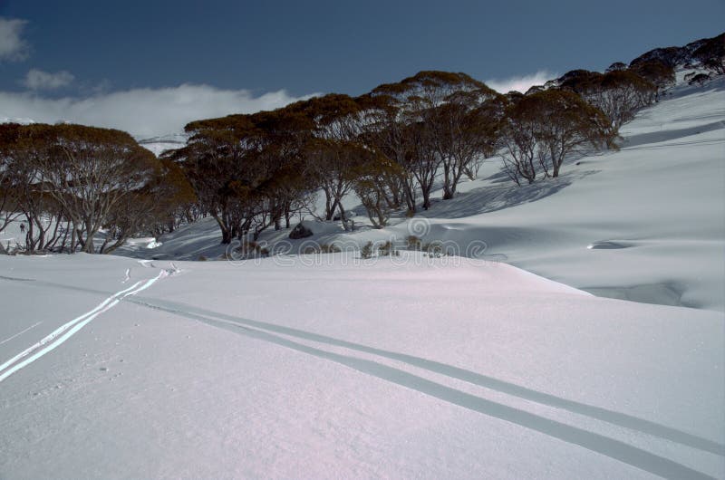 Fresh Tracks stock photo. Image of stream, nature, mountains - 199124