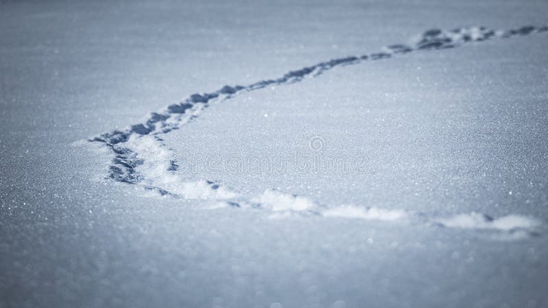 Fresh Tracks in the Snowy Landscape Stock Image - Image of wilderness ...