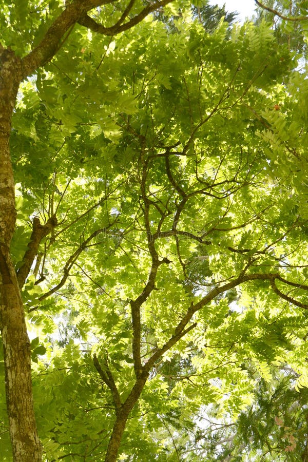 Fresh tree background stock image. Image of meadaw, fresh - 40552609