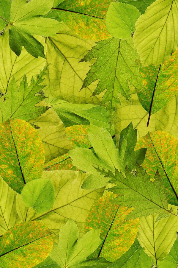 Fresh Tree Leaves Background Stock Image - Image of catalpa, maple: 9225259