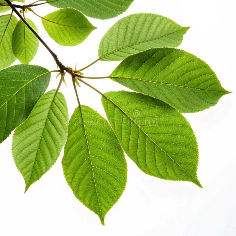 Fresh Tree Leaves on Transparent Background Stock Illustration ...