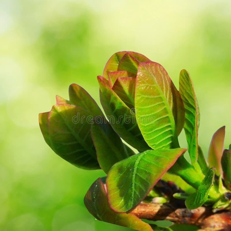 Fresh tree leaves stock image. Image of freshness, closeup - 33800317