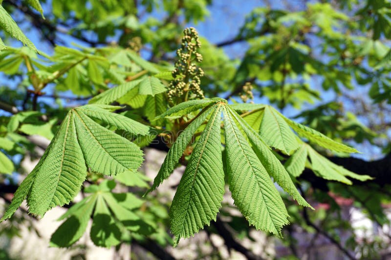 Fresh Tree Leaves in Spring Stock Image - Image of plants, springtime ...