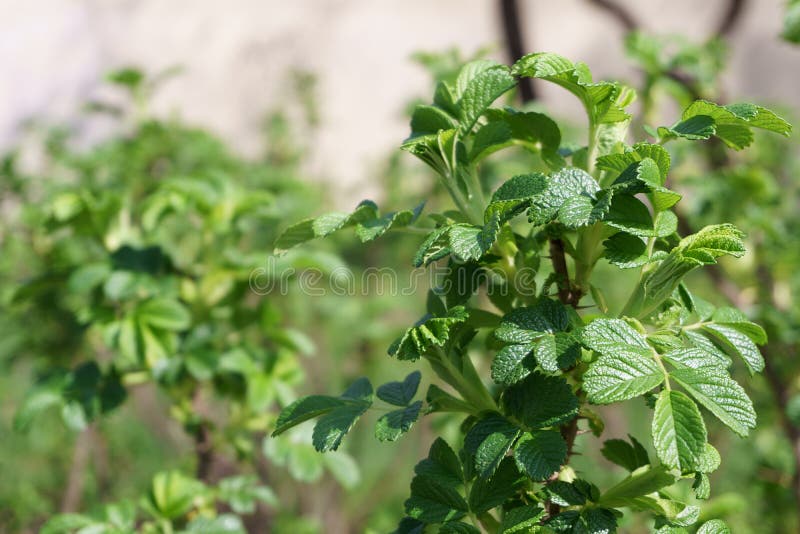 Fresh Tree Leaves in Spring Stock Photo - Image of alive, limb: 91962648