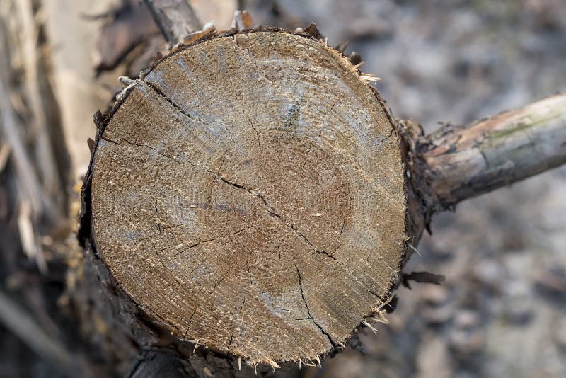 Fresh Tree Stump Cut Background or Texture. Stock Image - Image of ...