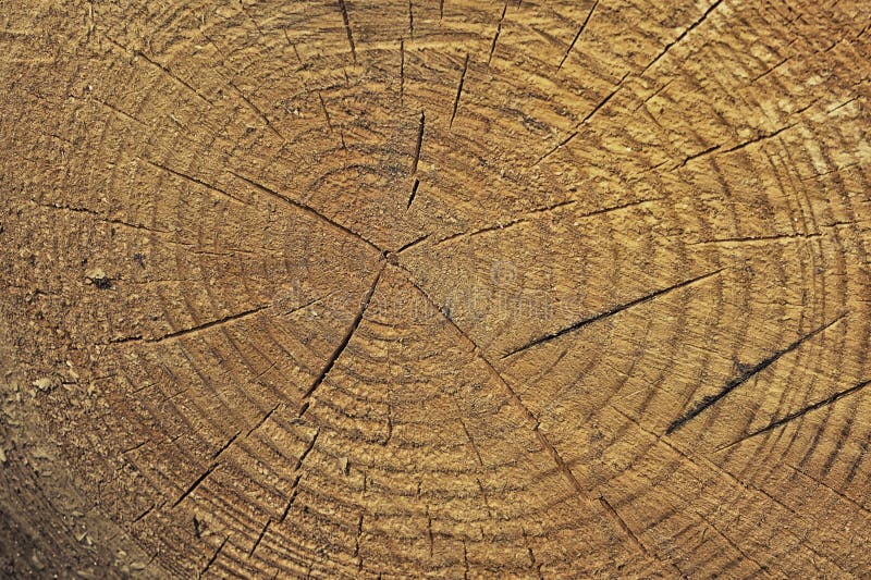 Fresh Tree Stump Cut Background or Texture. Stock Image - Image of ...