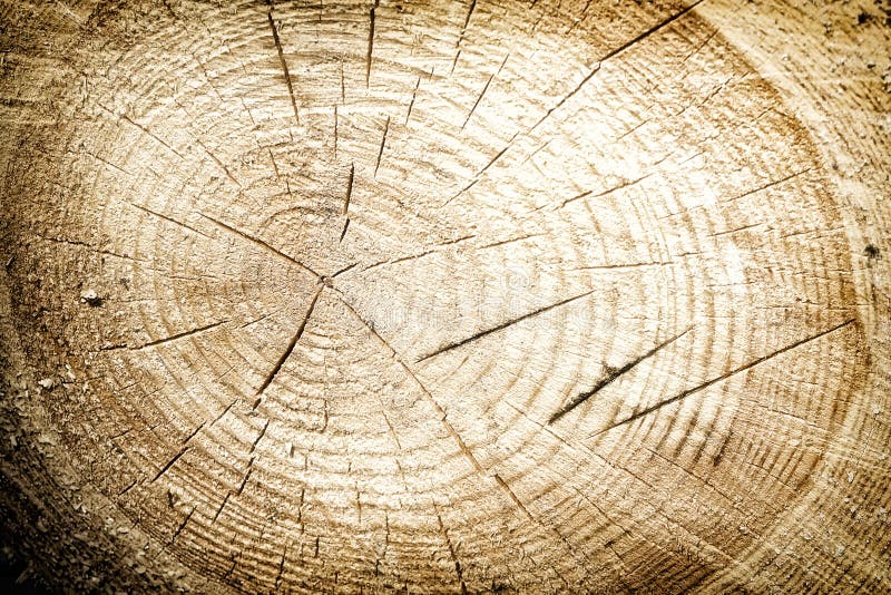 Fresh Tree Stump Cut Background or Texture. Stock Image - Image of ...