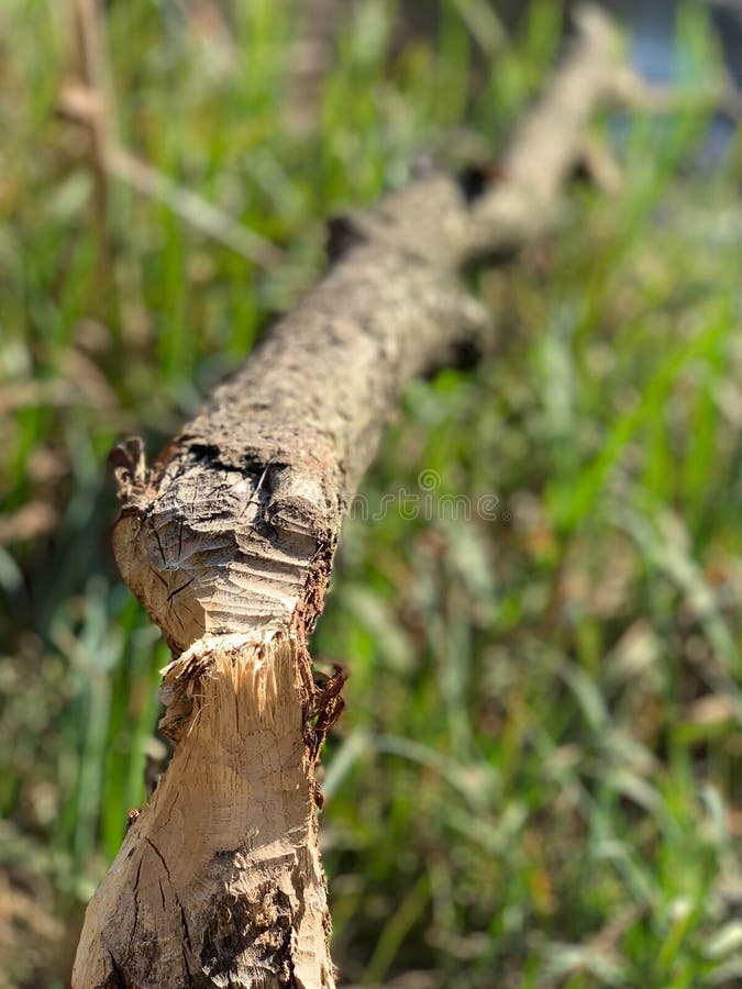 Fresh Tree Trunk Worked by a Beaver Stock Photo - Image of worked ...