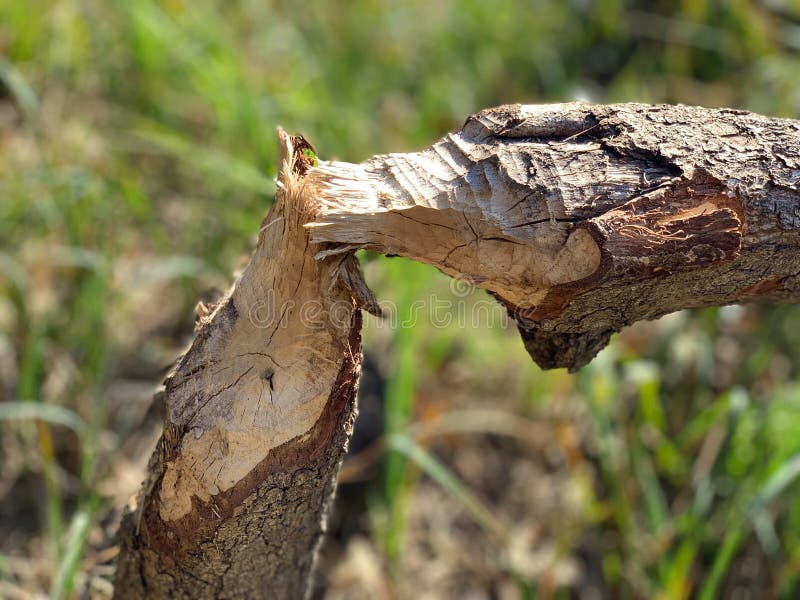 Fresh Tree Trunk Worked by a Beaver Stock Image - Image of wildlife ...