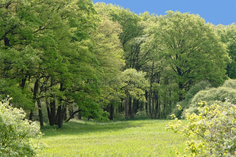 Fresh trees in the woods stock image. Image of path - 340131103
