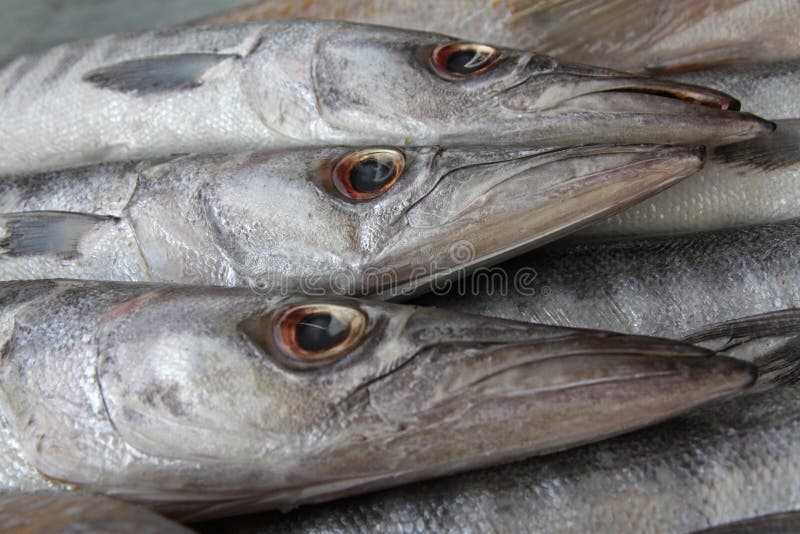 Fresh trio fish stock image. Image of fishing, healthy - 16429441