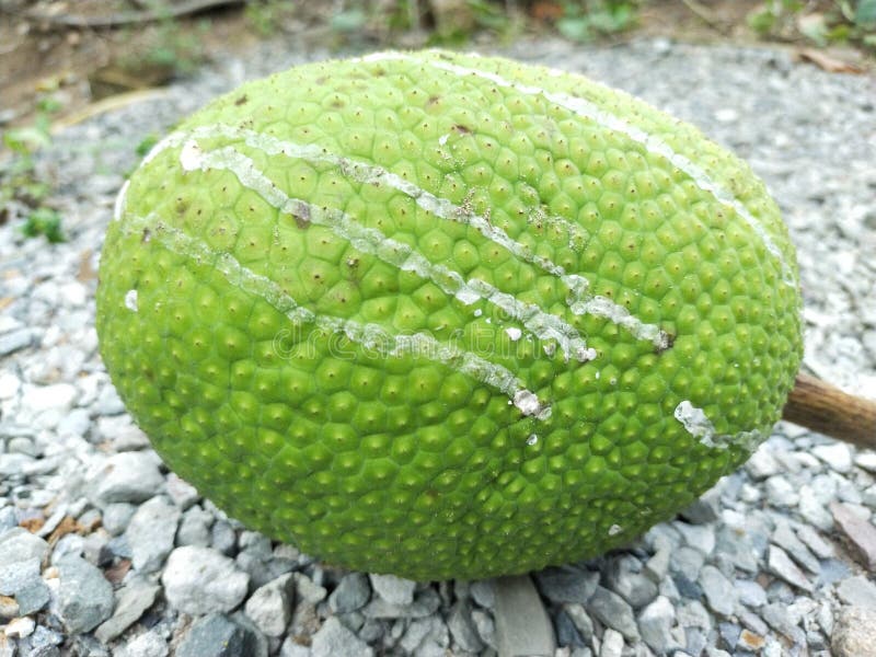 Fresh Tropical Breadfruit Lying on Gravel Ground. Stock Image - Image ...