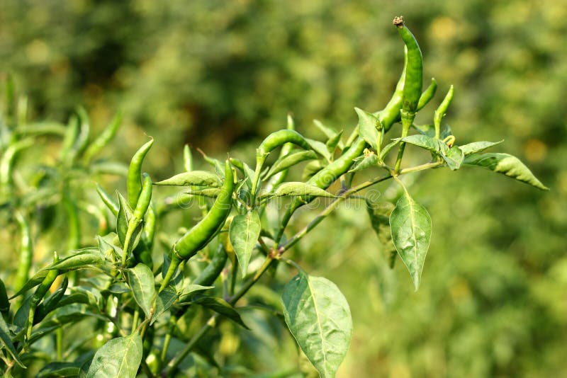 Fresh tropical chili stock photo. Image of color, agriculture - 37610332