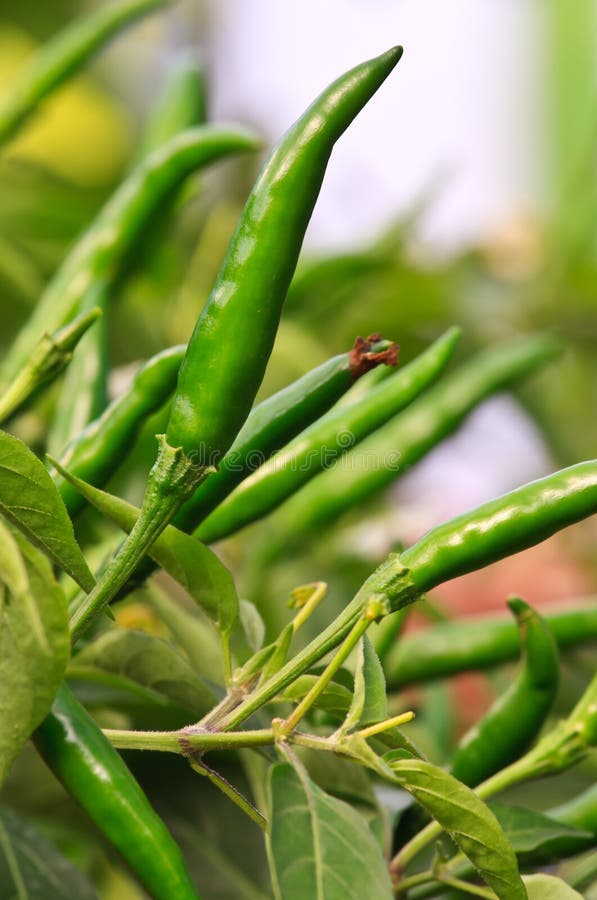 Fresh tropical chilli stock photo. Image of vegetarian - 23862684