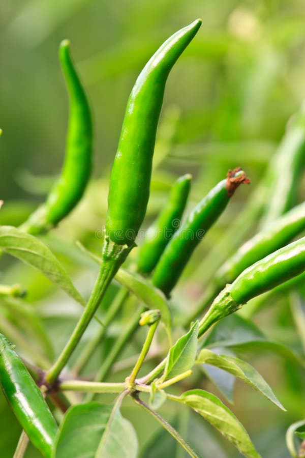 Fresh tropical chilli stock image. Image of fresh, growth - 23862695