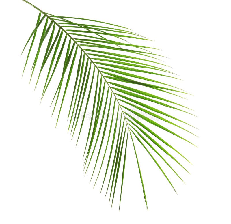 Fresh Tropical Date Palm Leaf Stock Image - Image of environment ...