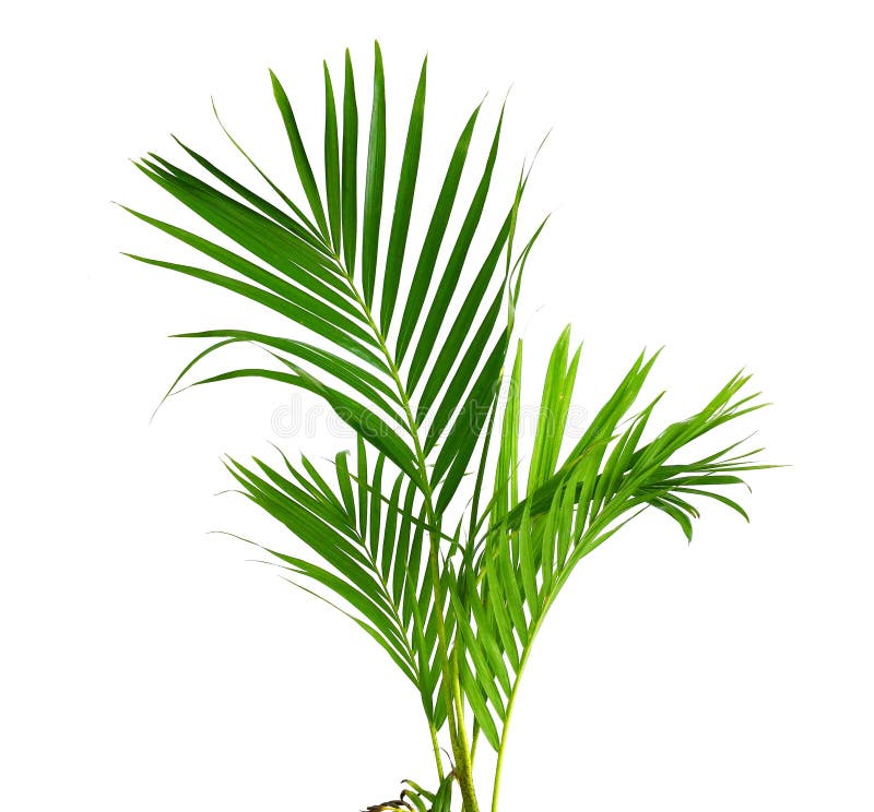 Fresh Tropical Date Palm Leaf Stock Image - Image of tropical, date ...
