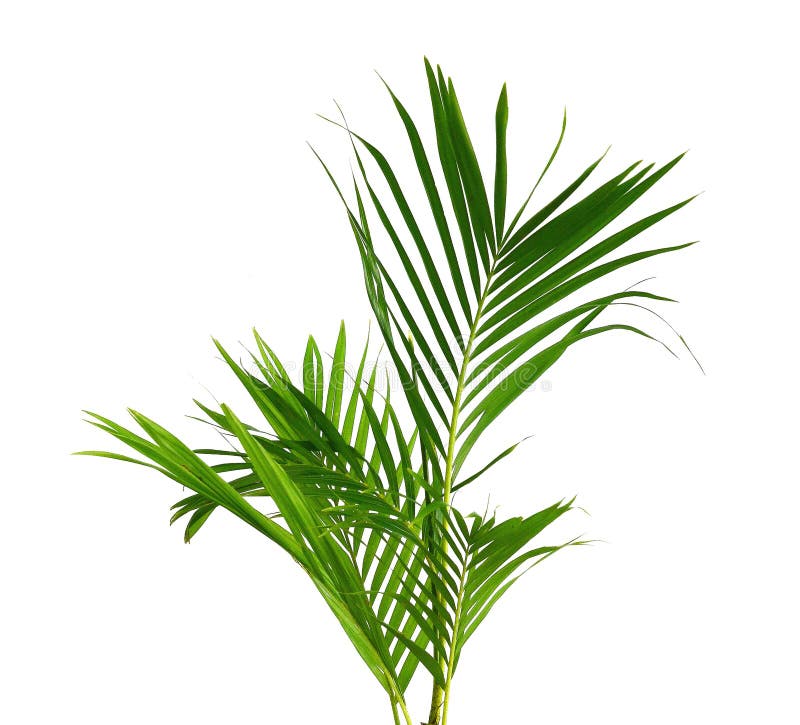Fresh Tropical Date Palm Leaf Stock Photo - Image of growth, date ...