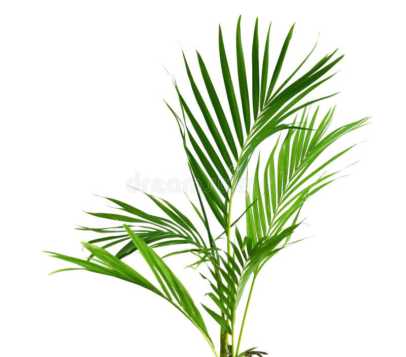 Fresh Tropical Date Palm Leaf Stock Photo - Image of plant, gardening ...