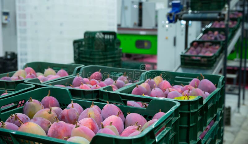 Mango in Crates in Fruit Packaging Warehouse Stock Photo - Image of ...