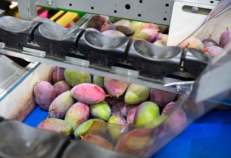 Fresh Tropical Fruit Mango in Crates after Packaging in Warehouse Stock ...