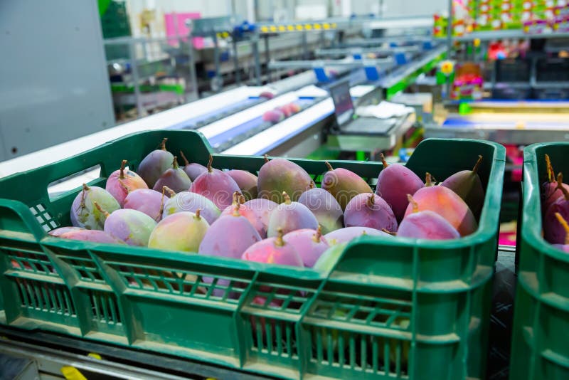 Fresh Tropical Fruit Mango in Crates after Packaging in Warehouse Stock ...