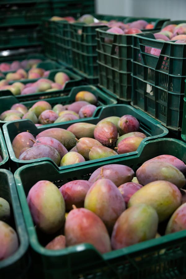 Fresh Tropical Fruit Mango in Crates after Packaging in Warehouse Stock ...