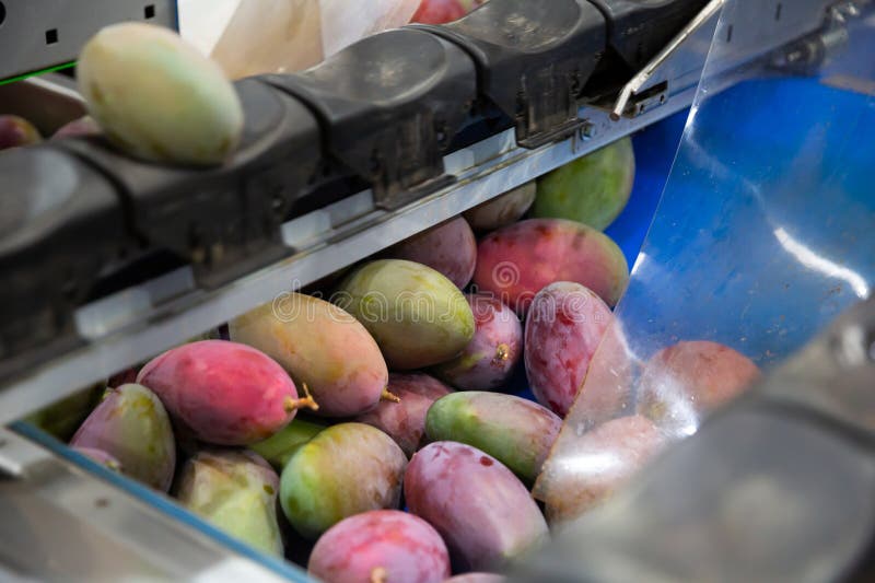 Fresh Tropical Fruit Mango in Crates after Packaging in Warehouse Stock ...