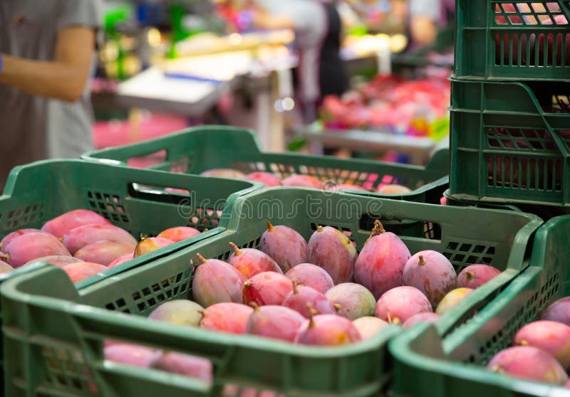 Mango in Crates in Fruit Packaging Warehouse Stock Photo - Image of ...