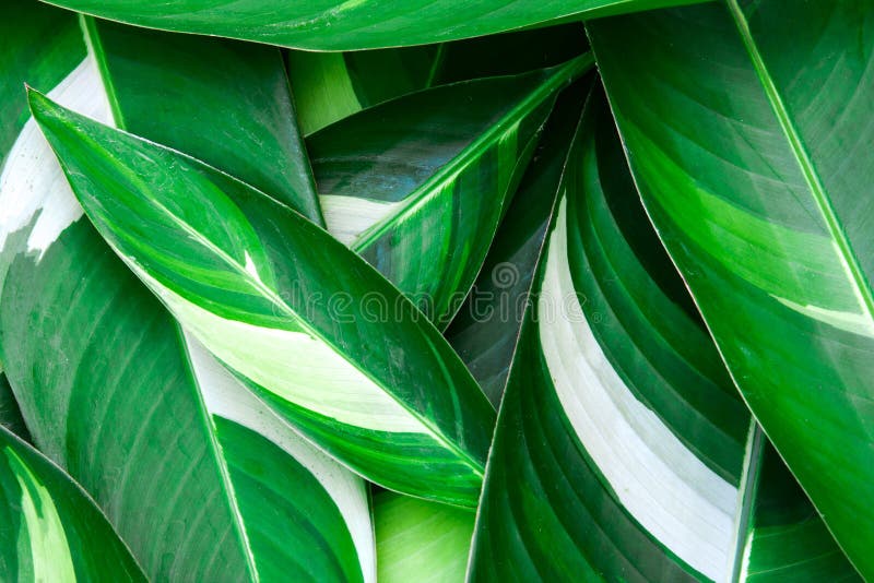 The Fresh Tropical Green Leaves Background Stock Photo - Image of ...
