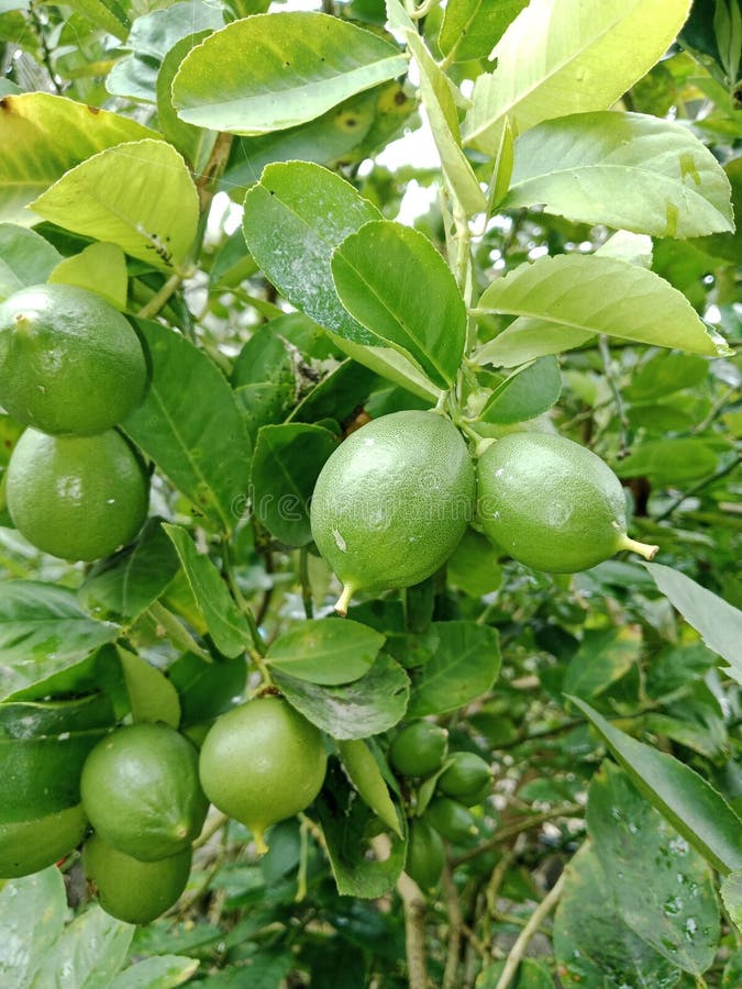 Fresh Tropical Green Lemons Grown with Love. Stock Image - Image of ...