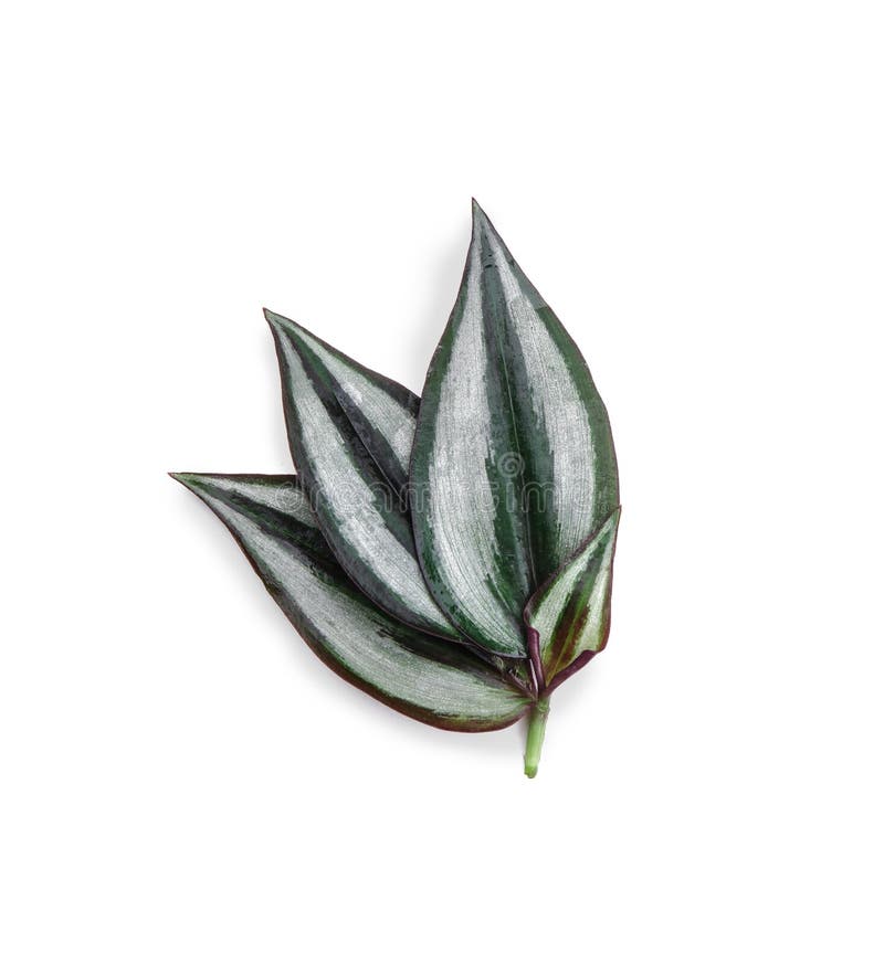Fresh Tropical Leaves on White Background Stock Image - Image of season ...