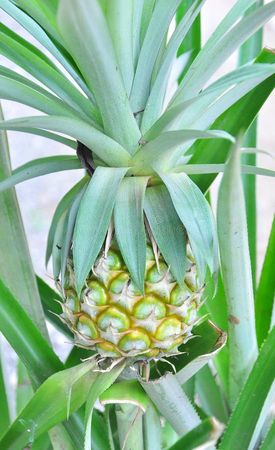 Fresh tropical pineapple stock photo. Image of hawaiian - 25851388