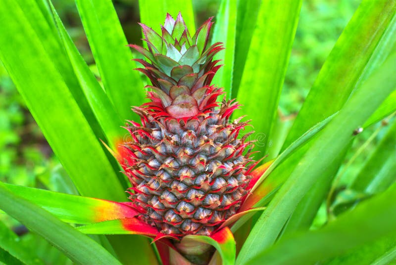 Fresh tropical pineapple stock image. Image of agriculture - 30842489