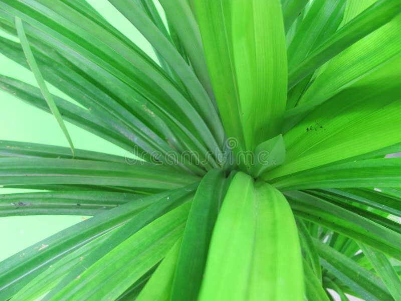 Pandan Pandanus Plant Floating Farm in River Top View, Uthaithani ...