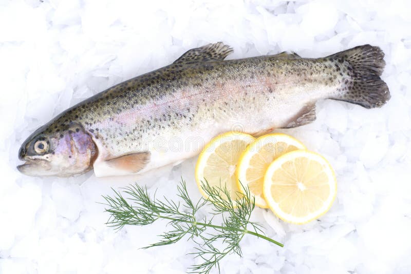 Fresh trout stock image. Image of water, rainbow, dill - 27427237