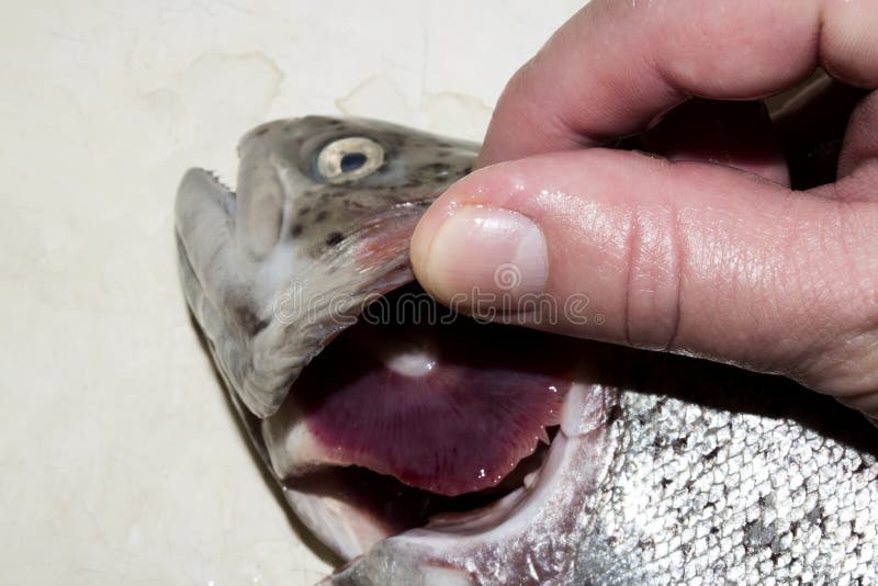 Checking freshness of fish stock image. Image of eating - 27097021