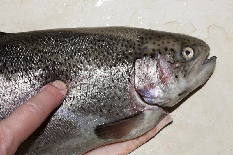 Checking freshness of fish stock image. Image of eating - 27097021