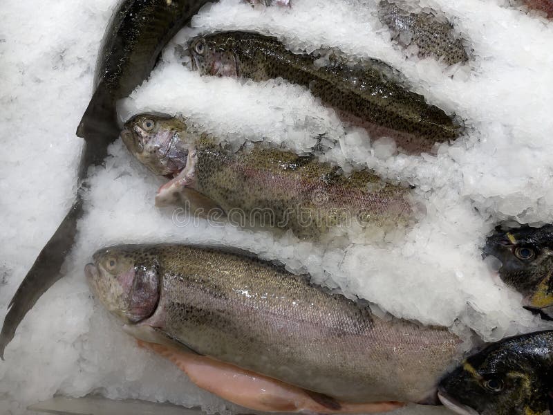 Fresh Trout Fish in Ice is Sold in the Store Stock Image - Image of ...