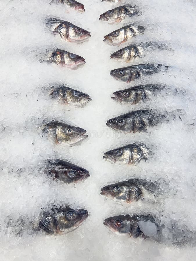 Fresh Trout Fish in Ice in Supermarket Store Stock Photo - Image of ...