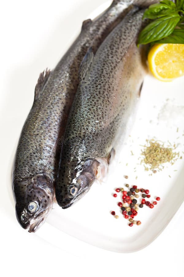 Fresh trout fish stock image. Image of silver, rainbow - 32726215