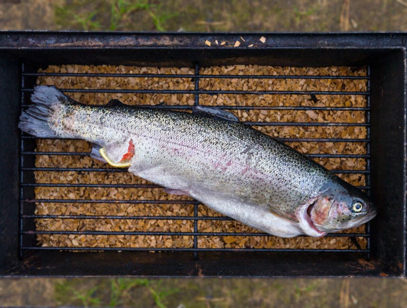 Fresh Trout Fish Ready To Be Cooked Stock Image - Image of celebrations ...