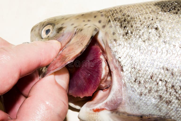 Fresh Trout.the Gills of the Trout Stock Photo - Image of mouth, fish ...