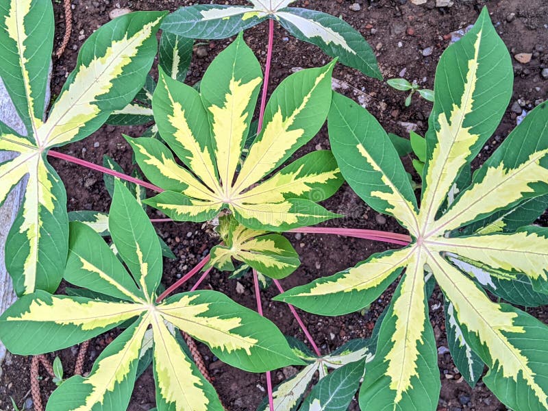 Fresh Tuber-like Plants Around the Yard Stock Photo - Image of produce ...