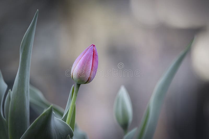 Fresh Tulip Flower Bud in the Garden Stock Photo - Image of spring ...